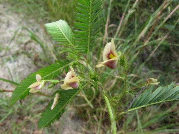 Shyleaf/American joint vetch | Project Noah