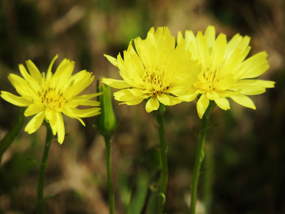 Two-flowered Cynthia | Project Noah