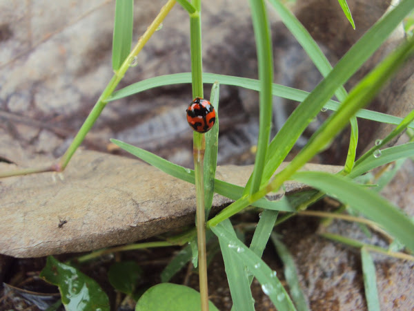 Transverse Lady Beetle | Project Noah