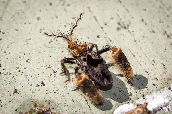 Feather-legged Assassin Bug | Project Noah