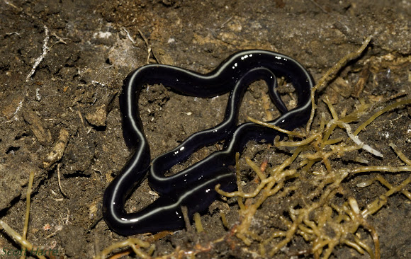 Blue Planarian | Project Noah