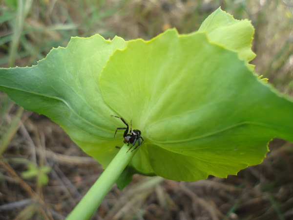 Napoleon spider | Project Noah