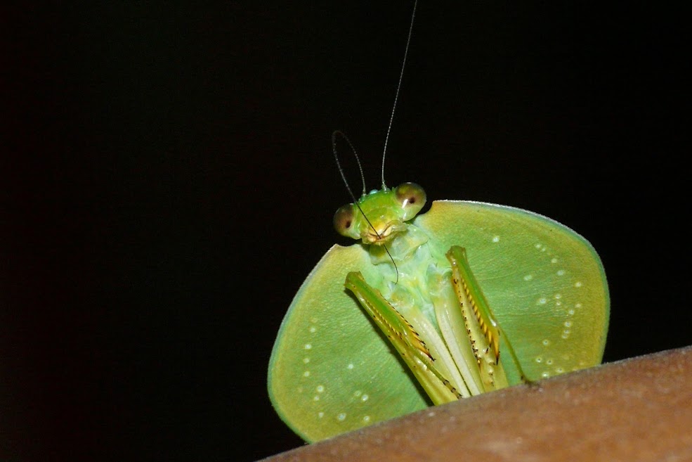 Shield Mantis | Project Noah