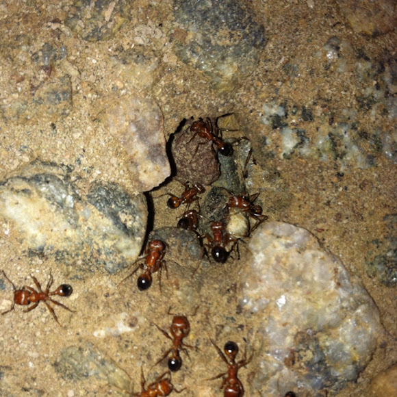 Cone ant, bi-color worker | Project Noah