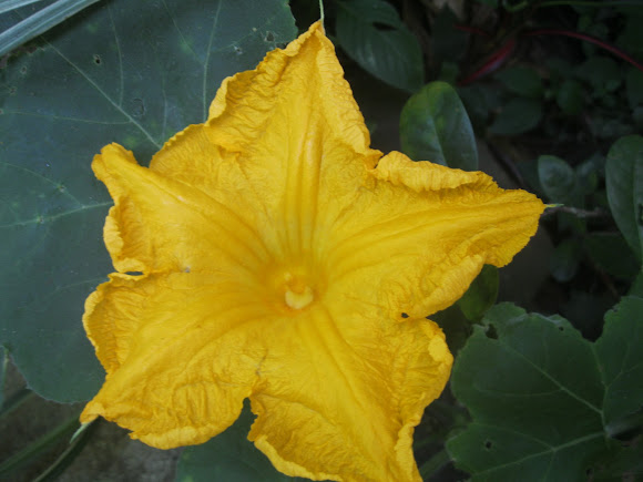 Flor de Chiverre (Chilacayote) | Project Noah