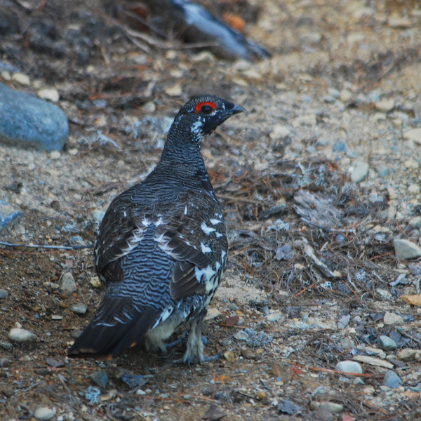 Spruce Grouse/Canada Grouse | Project Noah