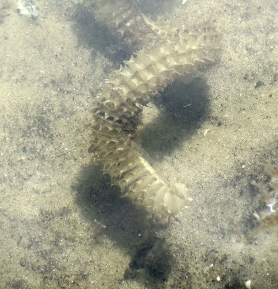 Lightning whelk egg casing strand | Project Noah