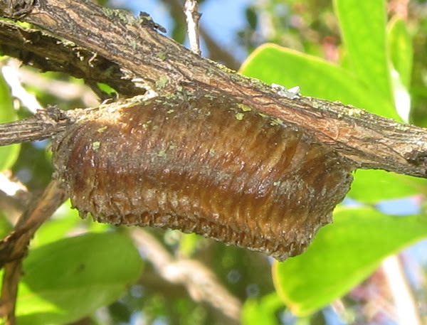 Mantid Ootheca | Project Noah