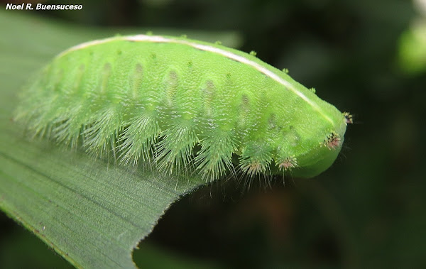 Green Slug Moth Caterpillar | Project Noah