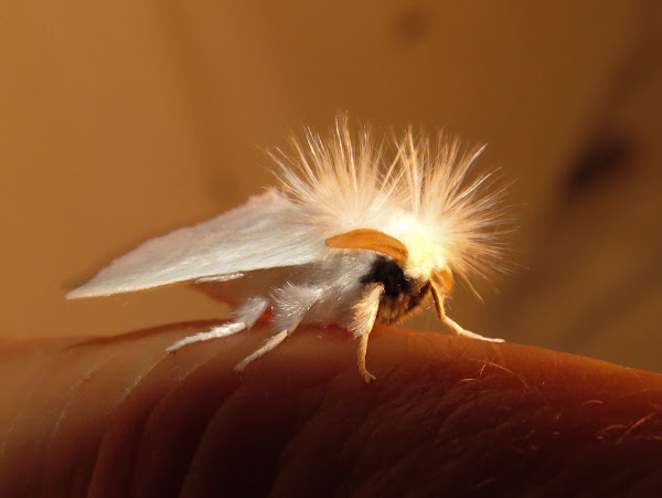 White Flannel Moth | Project Noah
