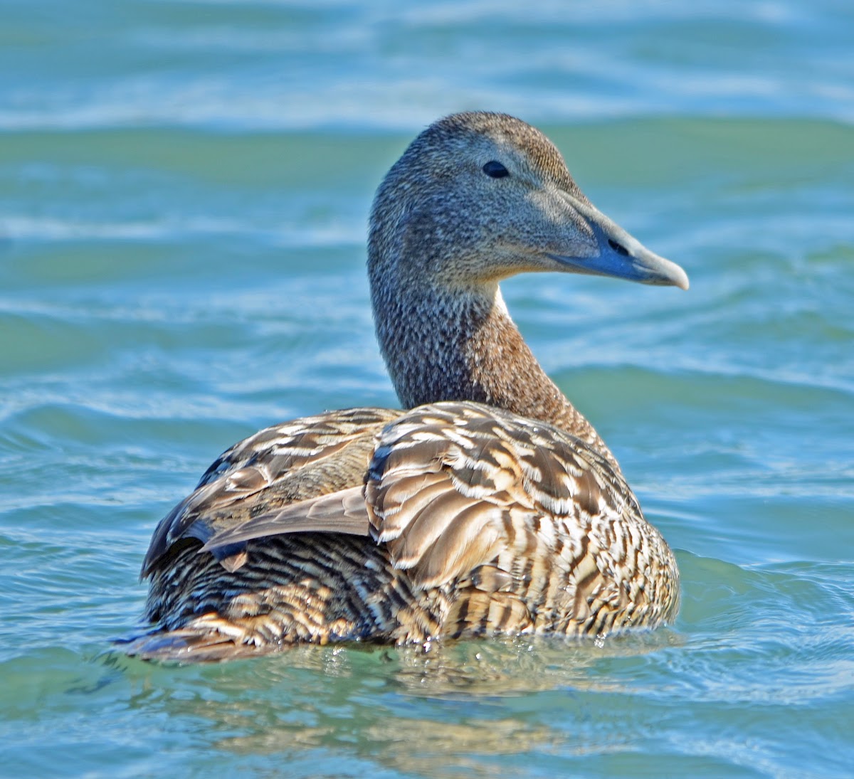Common Eider (female, chicks and male) | Project Noah