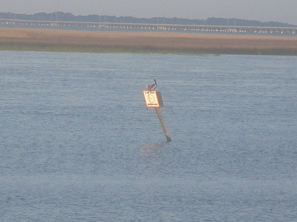 Brown Pelican | Project Noah