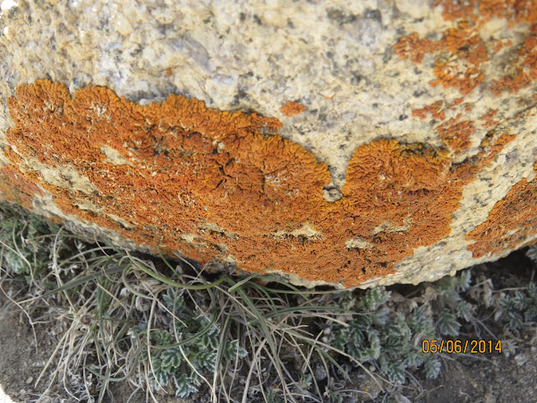 Lichen | Project Noah