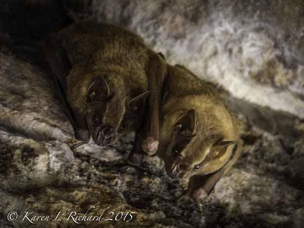 Thomas's fruit-eating bat | Project Noah