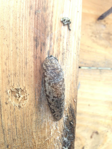 Leopard Slug (giant garden slug) | Project Noah