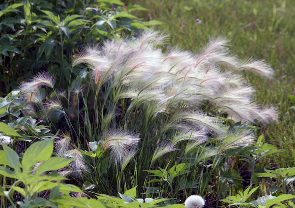 Foxtail Barley | Project Noah