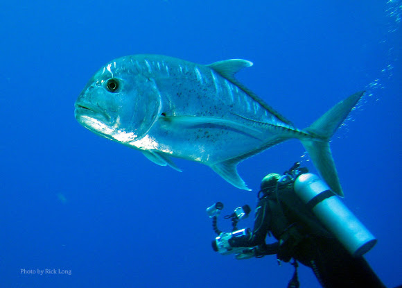 Giant Ulua | Project Noah