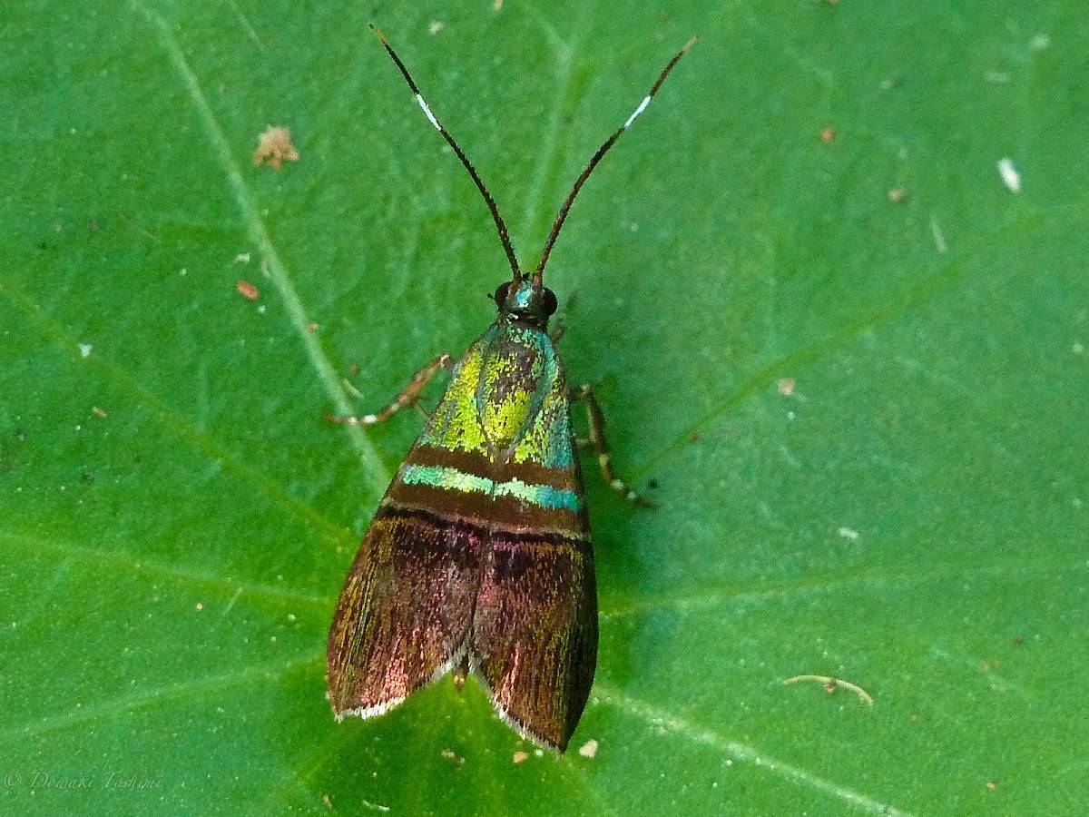 Metalmark Moth | Project Noah