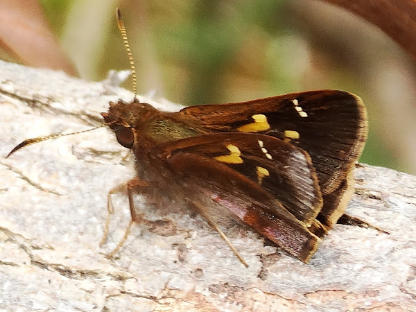 Doubleday's Skipper | Project Noah