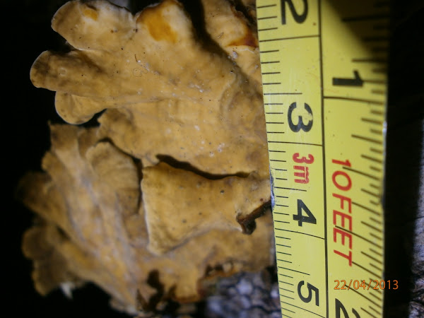 Stereum sp.? | Project Noah