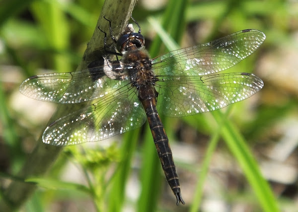 Common baskettail | Project Noah