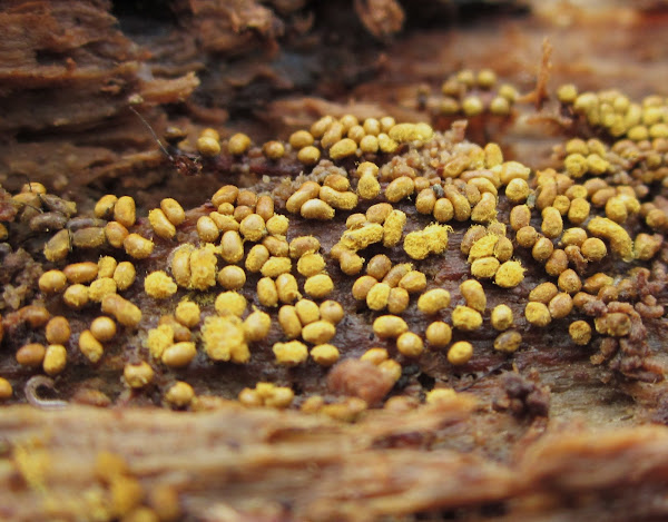 Trichia varia ripe | Project Noah