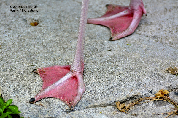American flamingo | Project Noah