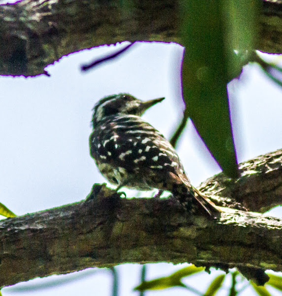 Philippine pygmy woodpecker | Project Noah