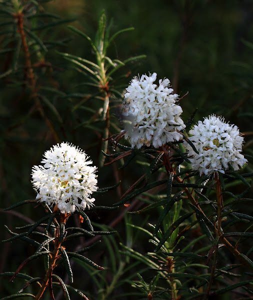 Marsh Labrador tea | Project Noah