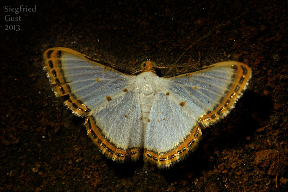 Mimosa Pearl | Project Noah