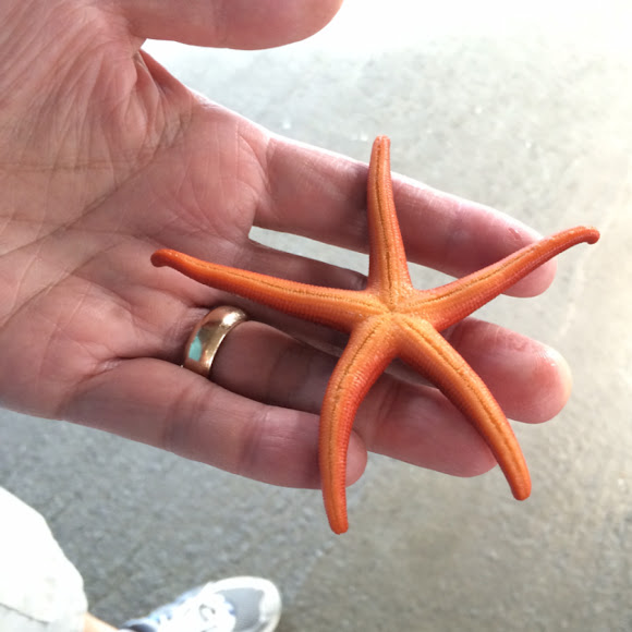 Blood Starfish | Project Noah