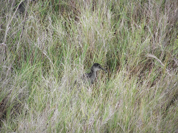 Virginia Rail (chicks and adult) | Project Noah