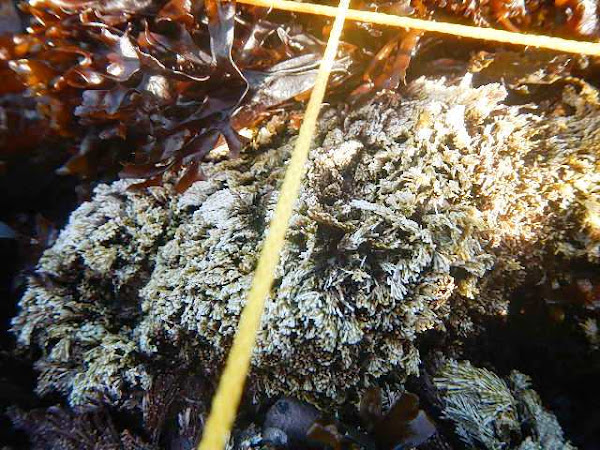 Calcified encrusting coralline algae (?) | Project Noah