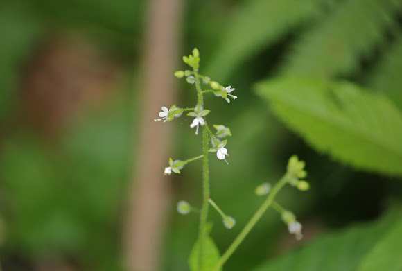 Enchanter's nightshade | Project Noah