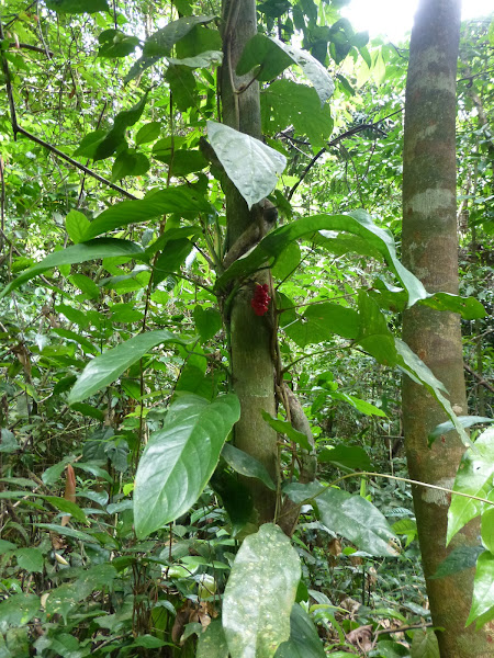 Anadendrum latifolium | Project Noah