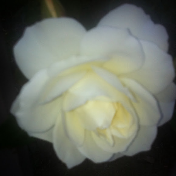 White rose | Project Noah