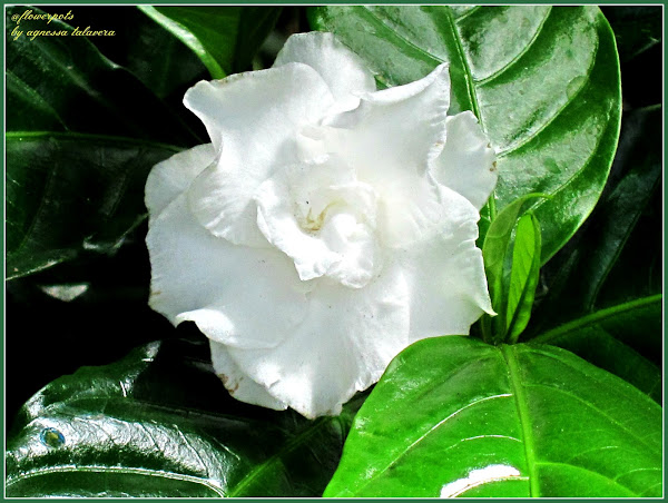 Crape Jasmine | Project Noah