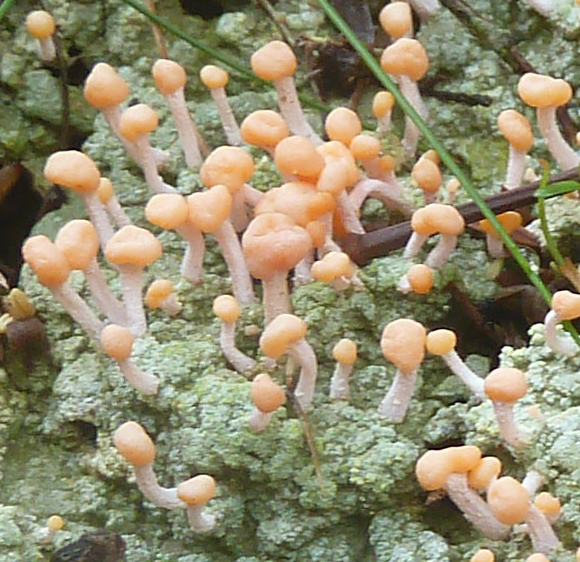 Pink Earth Lichen | Project Noah