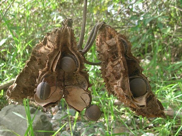 Bejuco Mucuna - Mucuna Vine | Project Noah