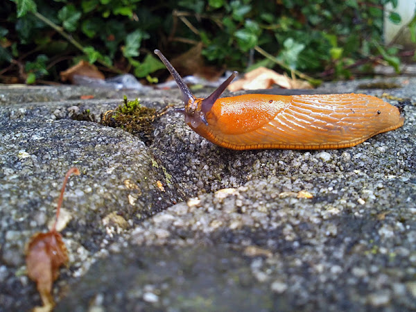 Red slug | Project Noah