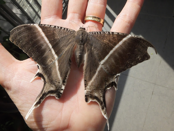 Tropical Swallowtail Moth | Project Noah