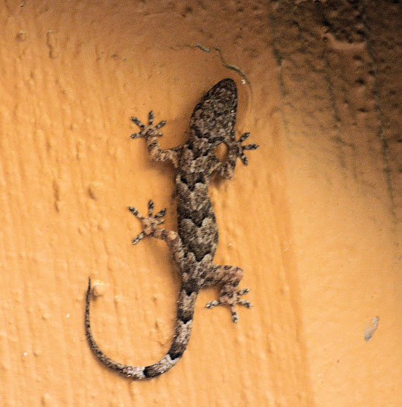 Wood Slave Gecko | Project Noah