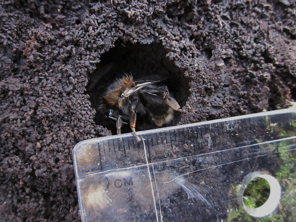 Barbut's Cuckoo-bee (in the hibernation-hideout) | Project Noah
