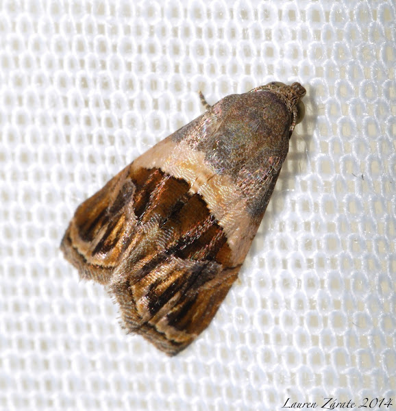 Micro-Lepidoptera | Project Noah