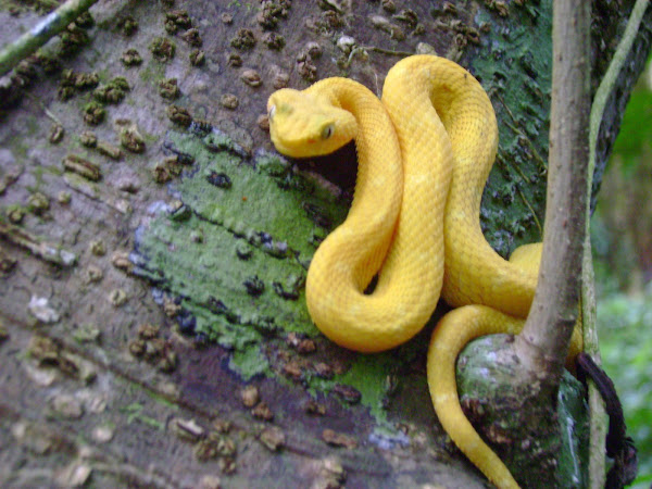 Toboba de pestaña, bocaracá, oropel | Project Noah