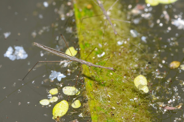 Water measurer | Project Noah