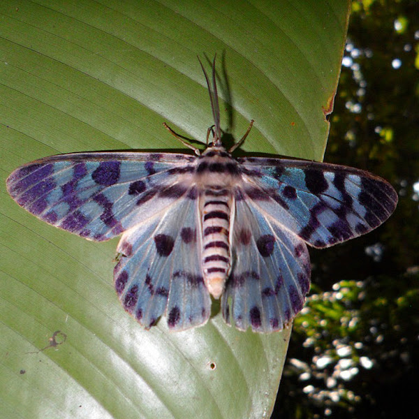 Blue day moth | Project Noah
