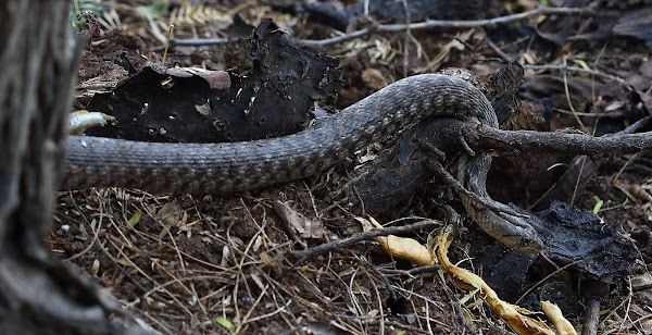 Checkered keelback or Asiatic water snake | Project Noah