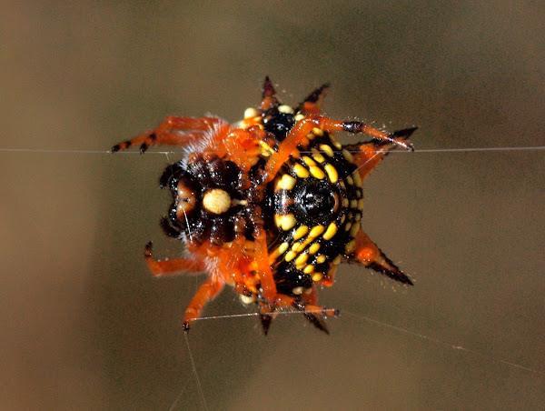 Jewel Spider | Project Noah