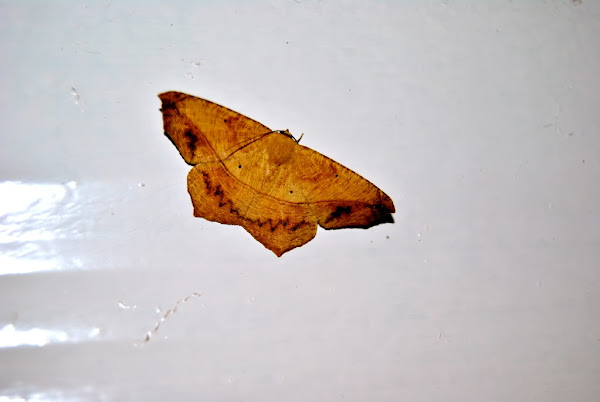 Large Maple Spanworm | Project Noah